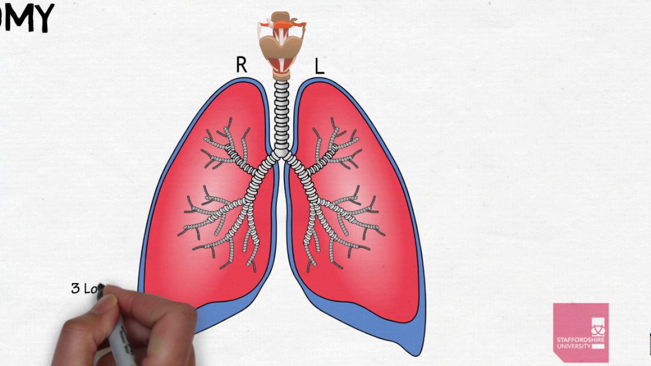 Respiratory System - Basic Anatomy - YouTube