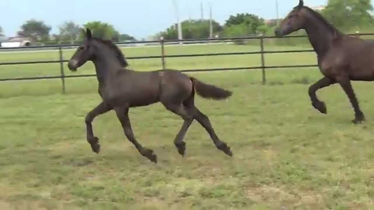 Friesian colt for sale in Florida - YouTube