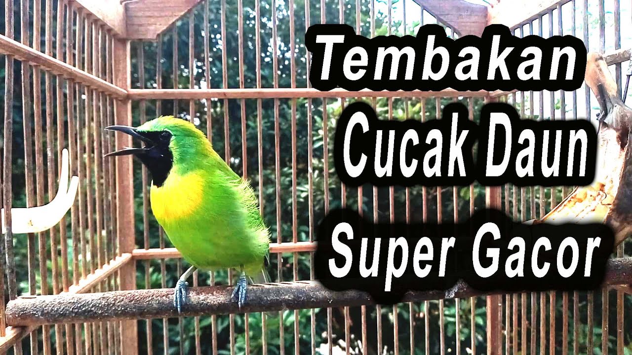 Tembakan Cucak Daun Super Gacor Full Isian - YouTube