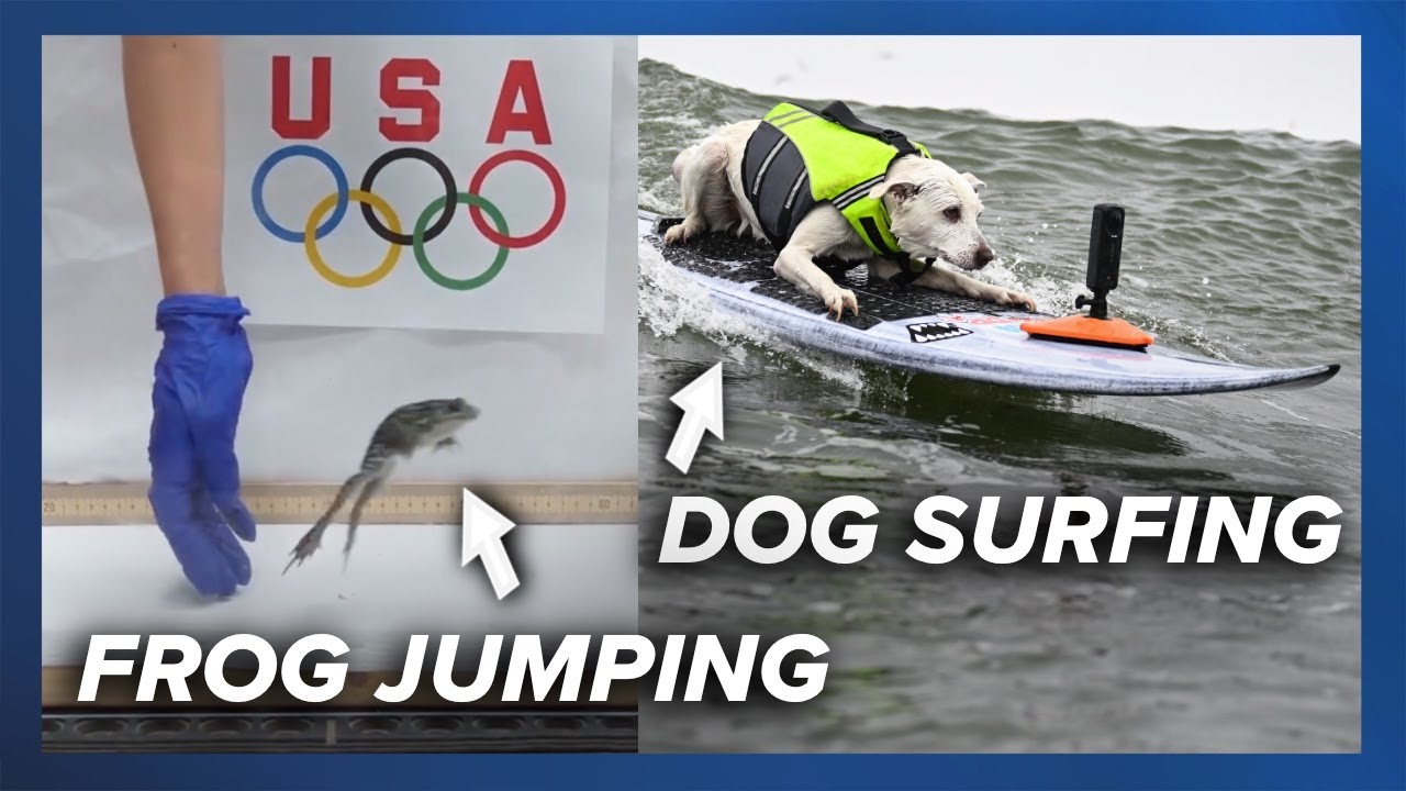🐸🥇 Frog Jumping Olympics, World Dog Surfing Championships & Zoo ...