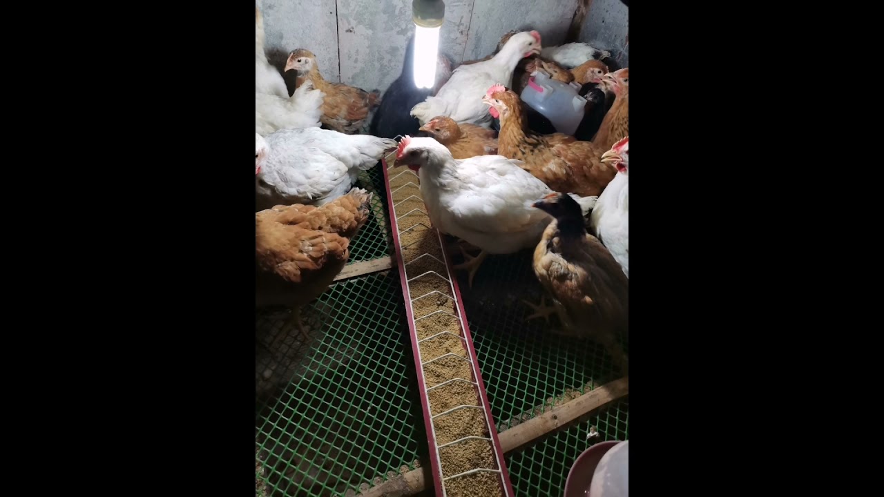 Heritage Chicken "KABIR" Backyard Farm 1st Episode - YouTube