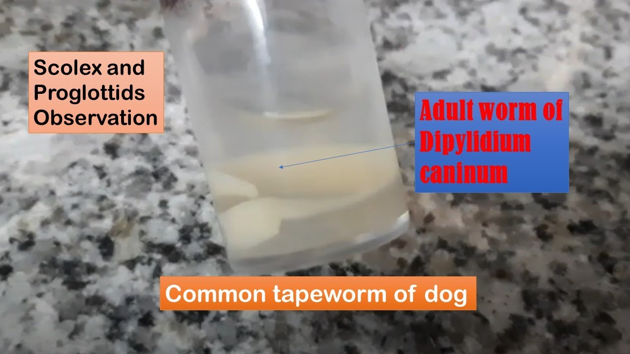 Common Tapeworm of Dog | Dipylidium caninum - YouTube