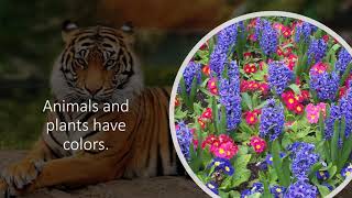 Animal and Plant Similarities and Differences for Kindergarten