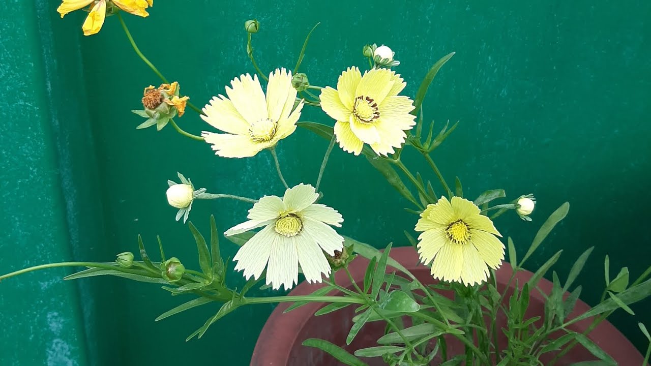 금계국 만들기 | How to make Golden Wave with crepe paper - YouTube