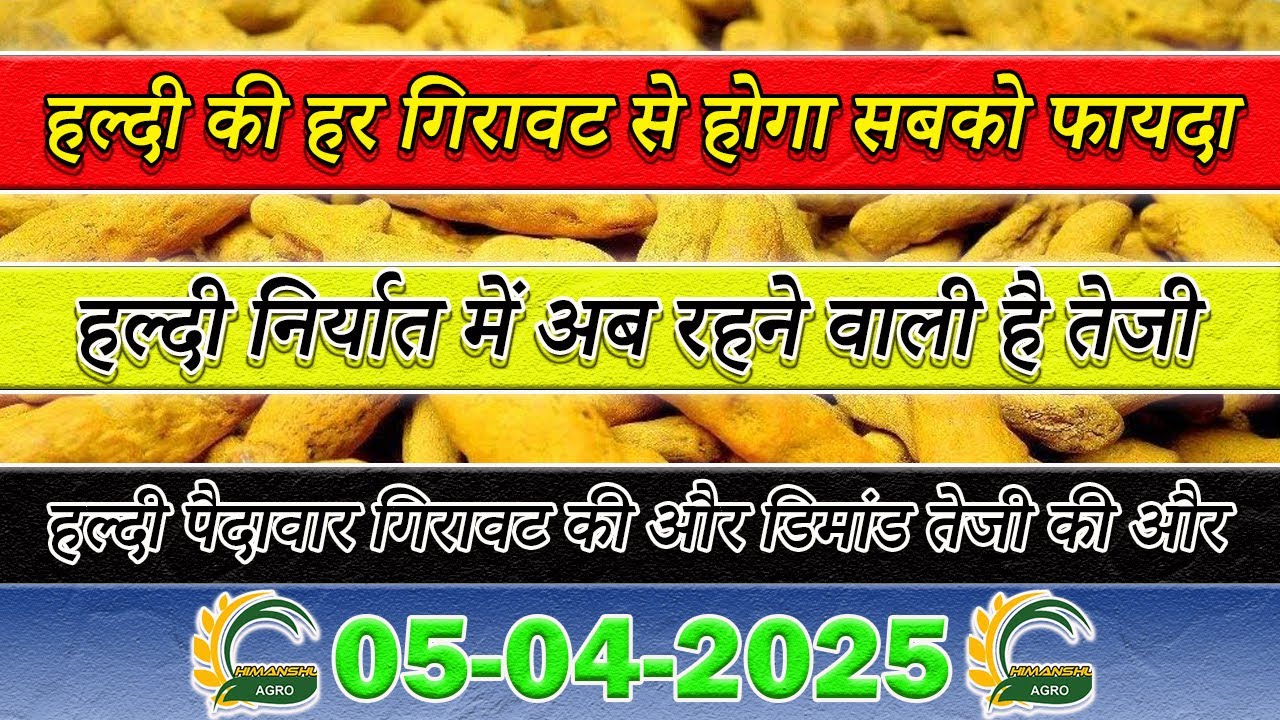 turmeric price today in sangli | turmeric rate in maharashtra - YouTube