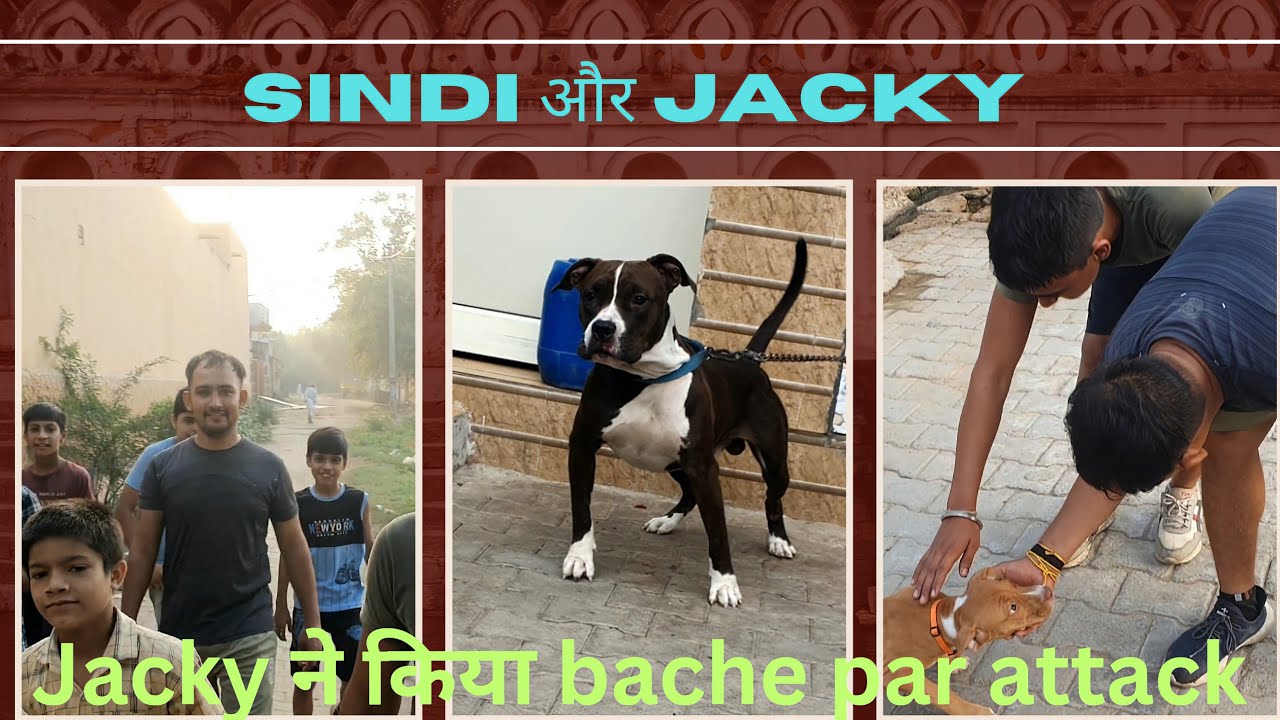 Jacky ने किया bache par attack #cutepuppy #pitbulldog #attack - YouTube