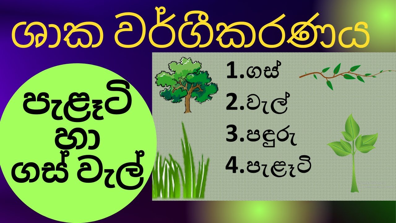 Palati ha Gas wal/ පැළෑටි හා ගස් වැල්/ Grade 3 Parisaraya/ 2021 ...