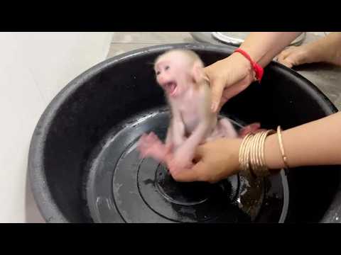 Baby Monkey Tauch Sharply Reject To Mom Clean His Old Diaper
