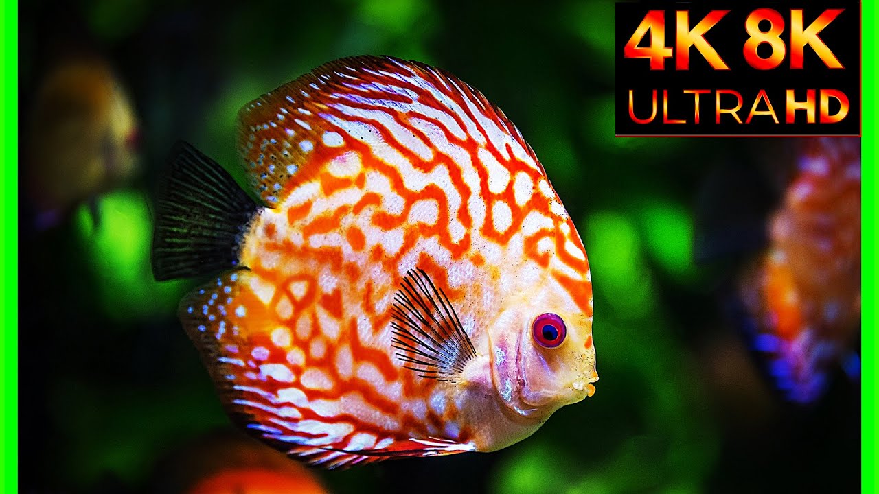 The Most Amazing Underwater Blue Sea 4k - Close -Up Around the World in ...