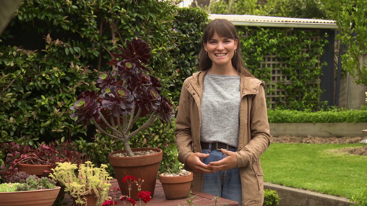 The Garden Gurus - Rocks Range - YouTube