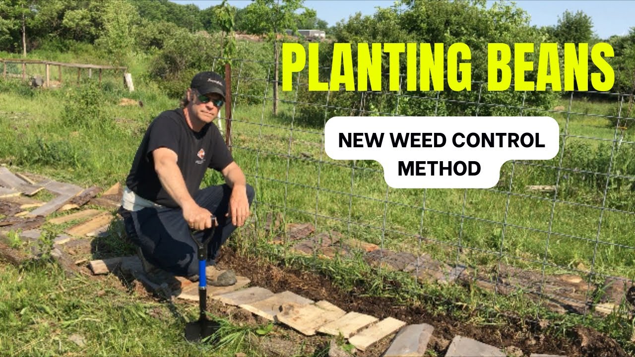 MY NEW WEED CONTROL METHOD / PLANTING THE BEANS IN MY FOOD FOREST - YouTube
