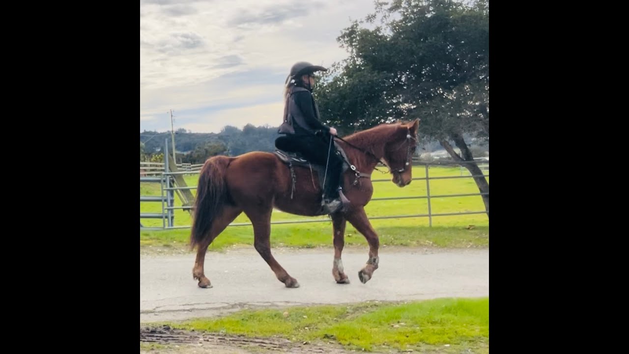 Keeping Your Horse in Gait - The Half Halt and Other Advice - Gaited ...