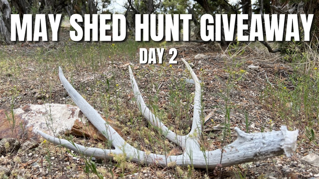 SHED HUNTING | PUBLIC LAND | MULE DEER SHEDS | SHED HUNT GIVEAWAY PART ...