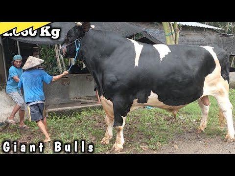 Sapi Hitam Putih Giant bull || Biggest Friesian Holstein in Indonesian ...