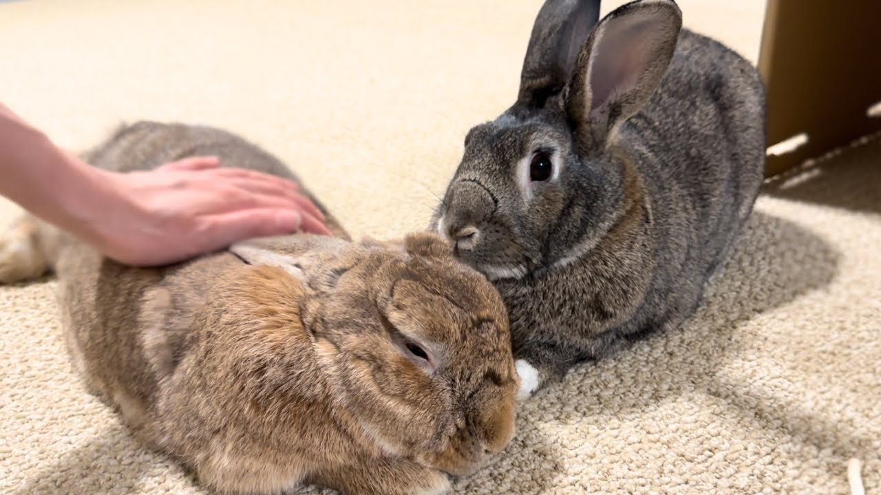 Suspicious Rabbit Discovers a Secret Watcher! 🐰😁 - YouTube