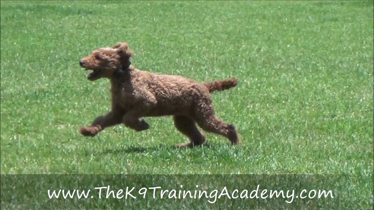 Nova - The K9 Training Academy - Advance Obedience - YouTube
