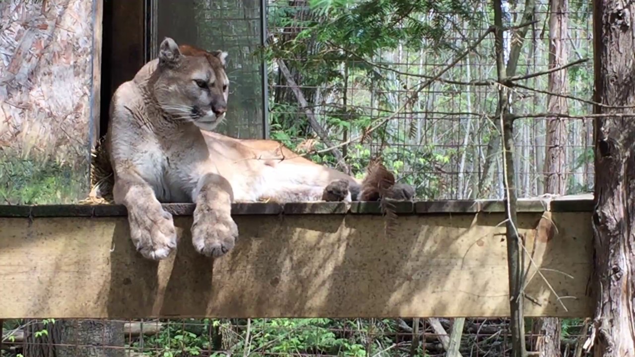 Bear Creek Sanctuary - Cassie - YouTube
