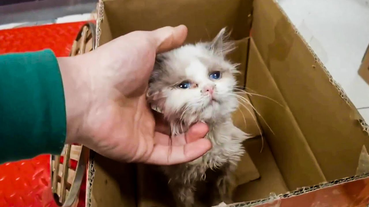 Sick Ragdoll Kitten Abandoned By Owner Cried When Embraced By Human ...
