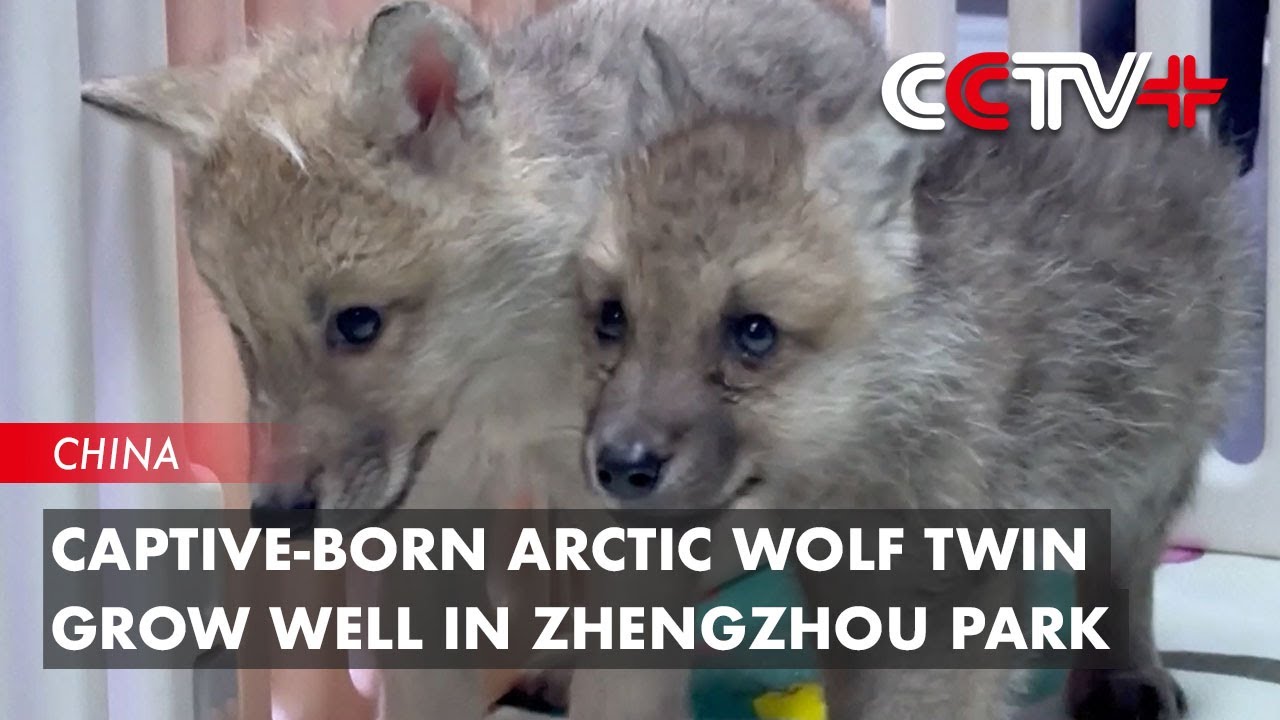 Captive-Born Arctic Wolf Twin Grow Well in Zhengzhou Park - YouTube