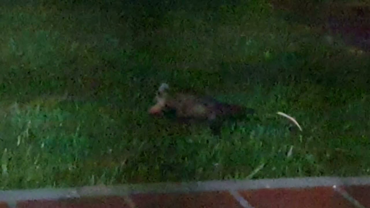 Didelphis albiventris, comúnmente llamada zarigüeya, o comadreja. - YouTube