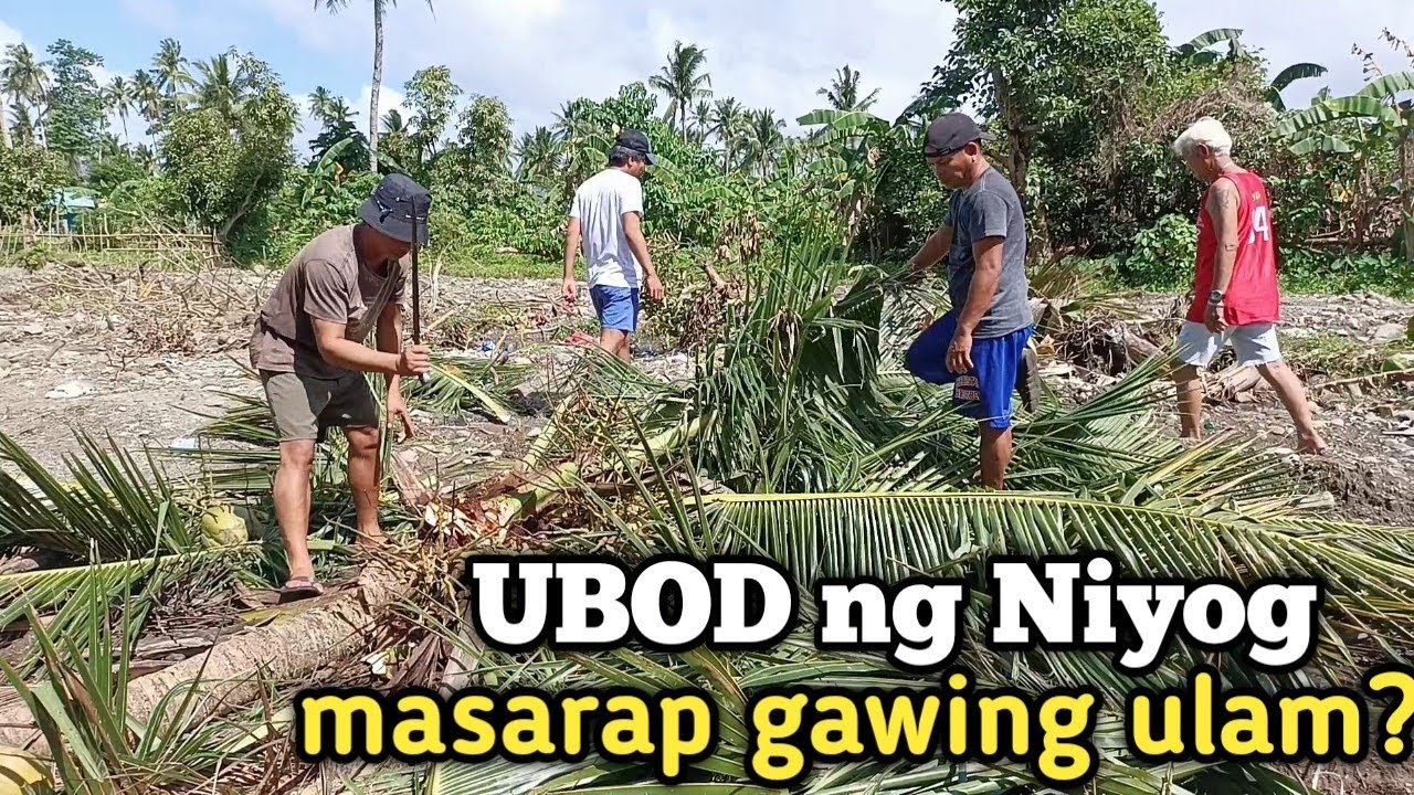 UBOD ng Niyog,foodtrip ang sarap talaga nito. - YouTube