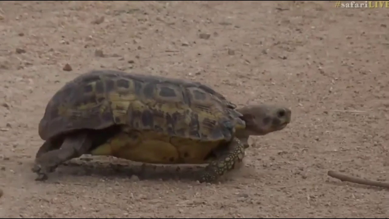 April 18, 2017- Speke Hinged Back Tortoise with Byron - YouTube