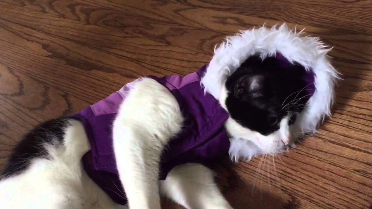 Keebler the cat wearing a jacket - YouTube