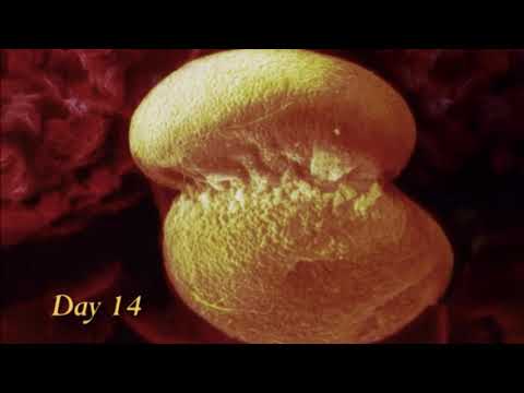 Life's Greatest Miracle 09 Ch 8 - YouTube