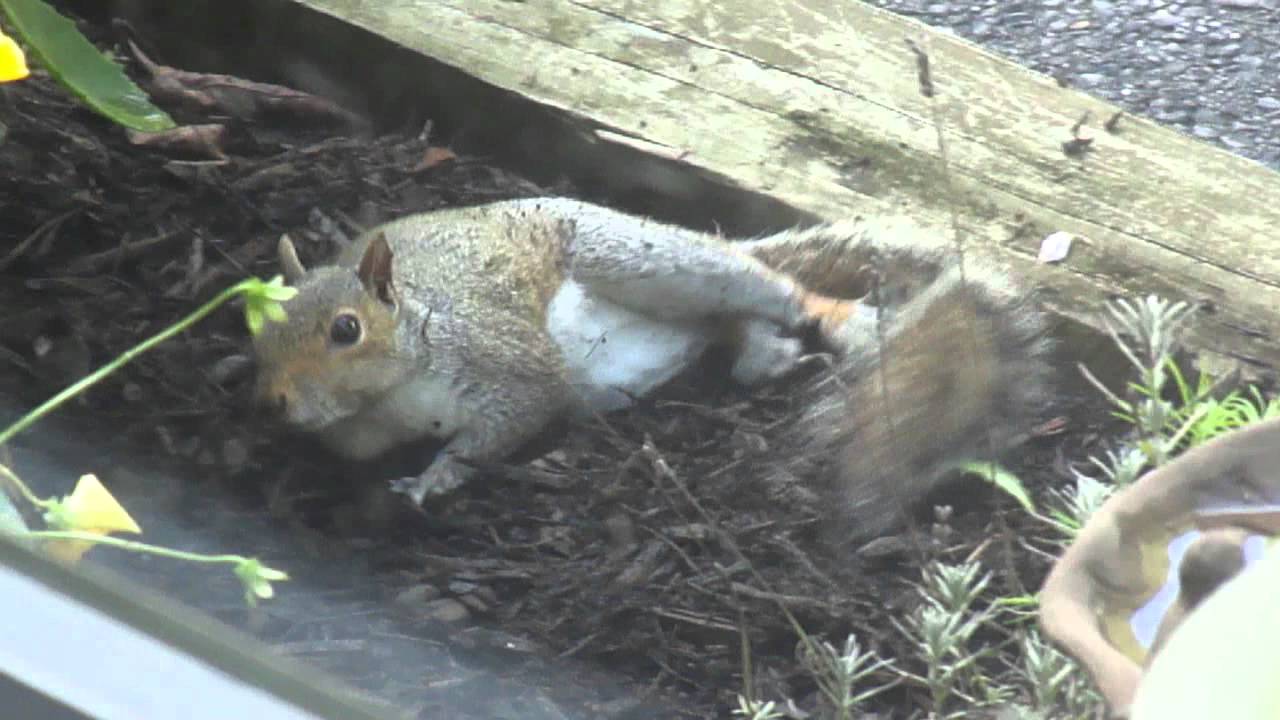 Squirrel bath - YouTube
