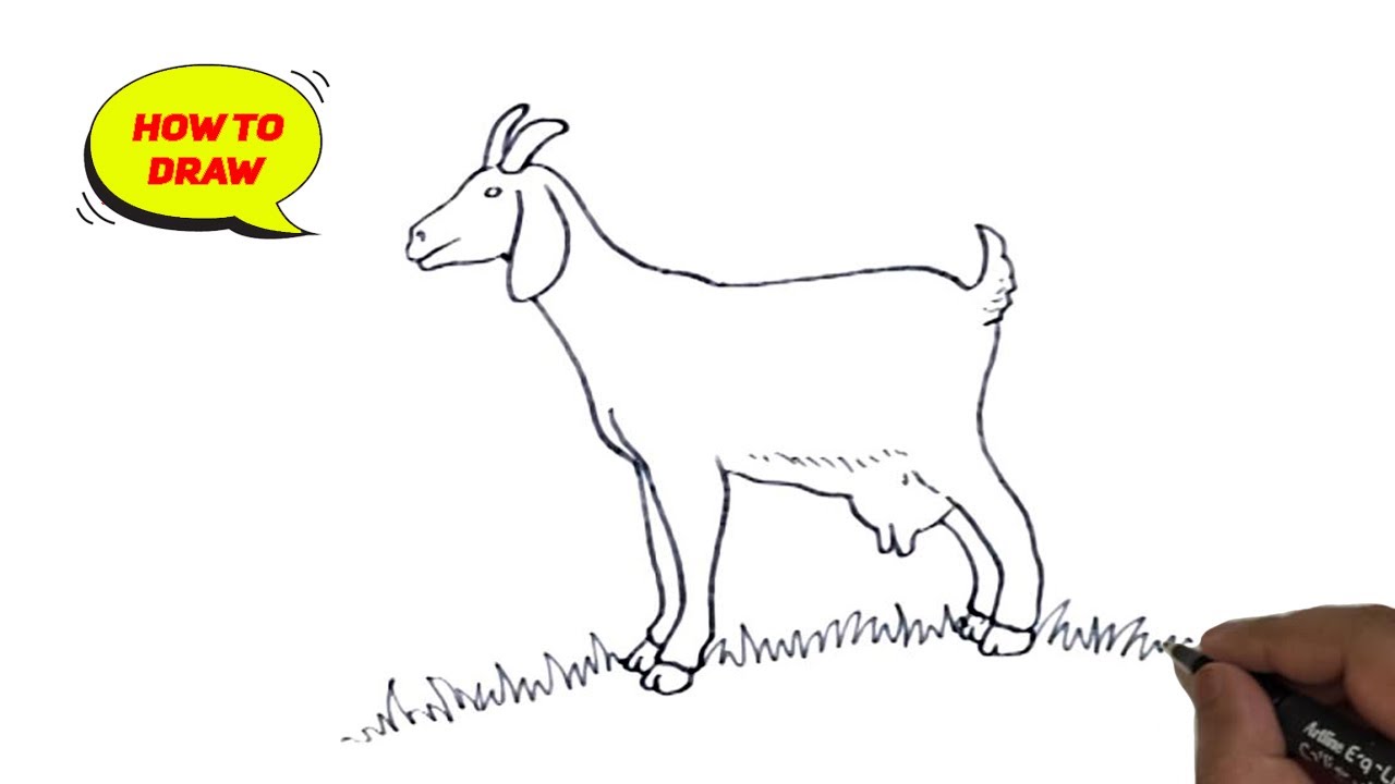 Goat easy line drawing / How to draw Goat step by step. - YouTube