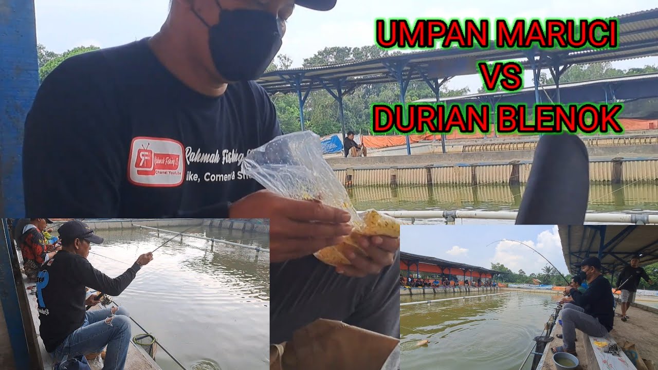 Mancing galapung media umpan maruci essence durian blenok... - YouTube