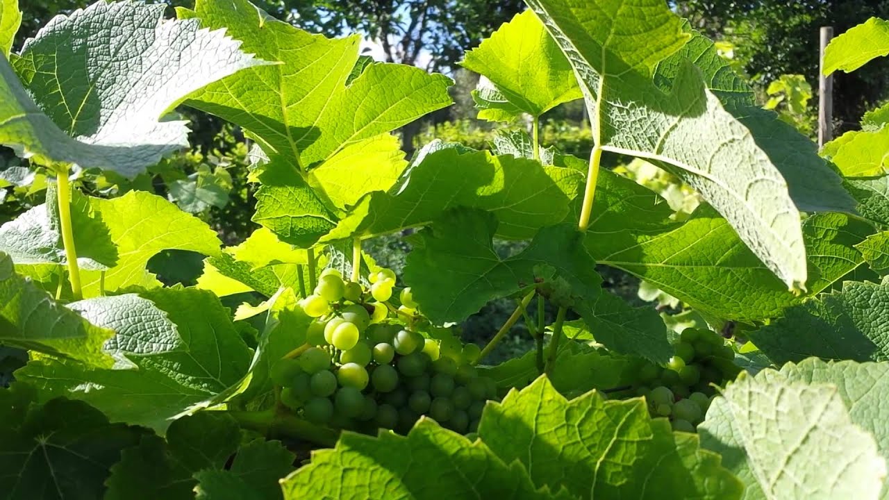 Outdoor Early Grape variety Solaris - YouTube