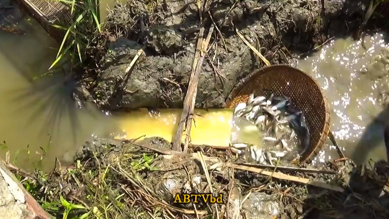 Traditional Fishing Techniques - Fishing by village people | Catch ...