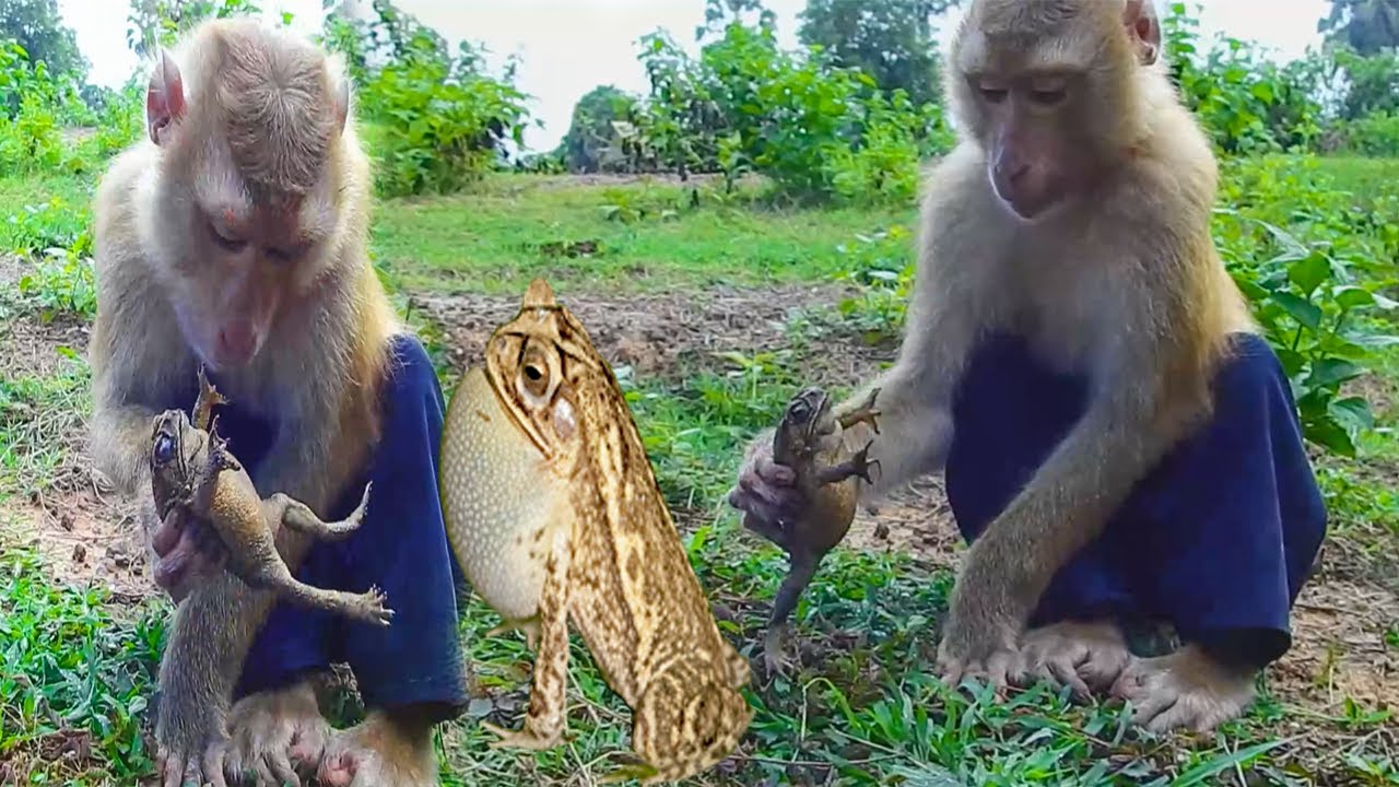 Great Farmer SokYaa Catch Toad From Rural , Where Do You Want To Go ...