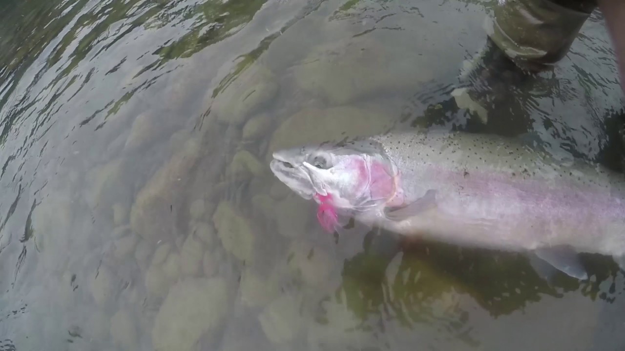 First & Biggest Steelhead of 2017 - YouTube