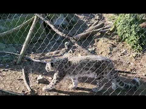 Snow Leopard Walking Around Again