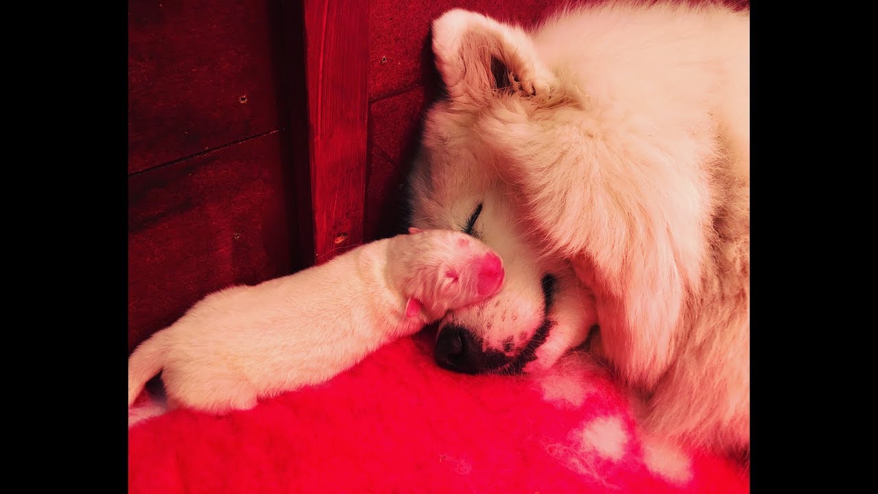 Newborn adorable Samoyed puppies,1 Week Old ️ Bucketlist - YouTube