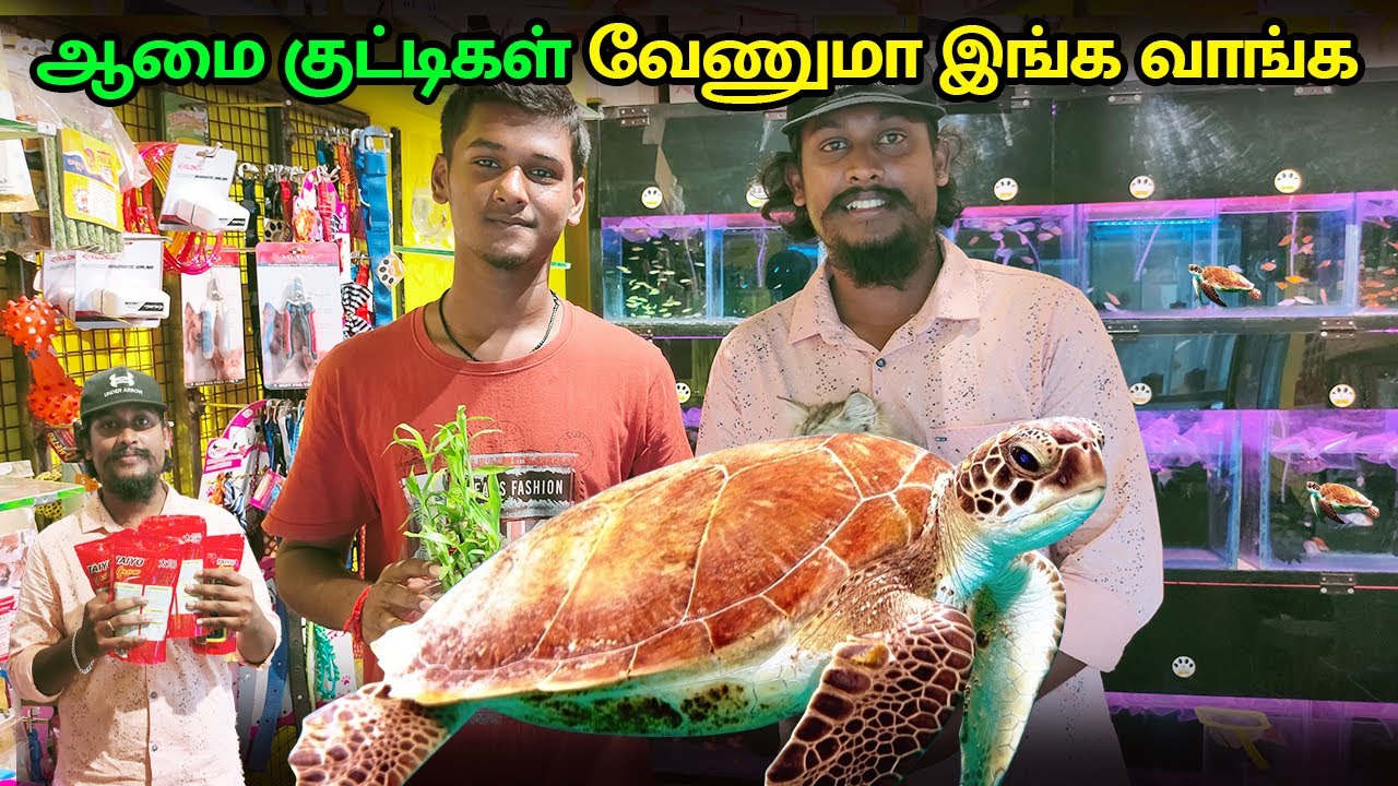 கடல் ஆமை குஞ்சுகள் 🐢🐢🐢 வேணுமா இங்க வாங்க | sea turtle | Best Pet shop ...
