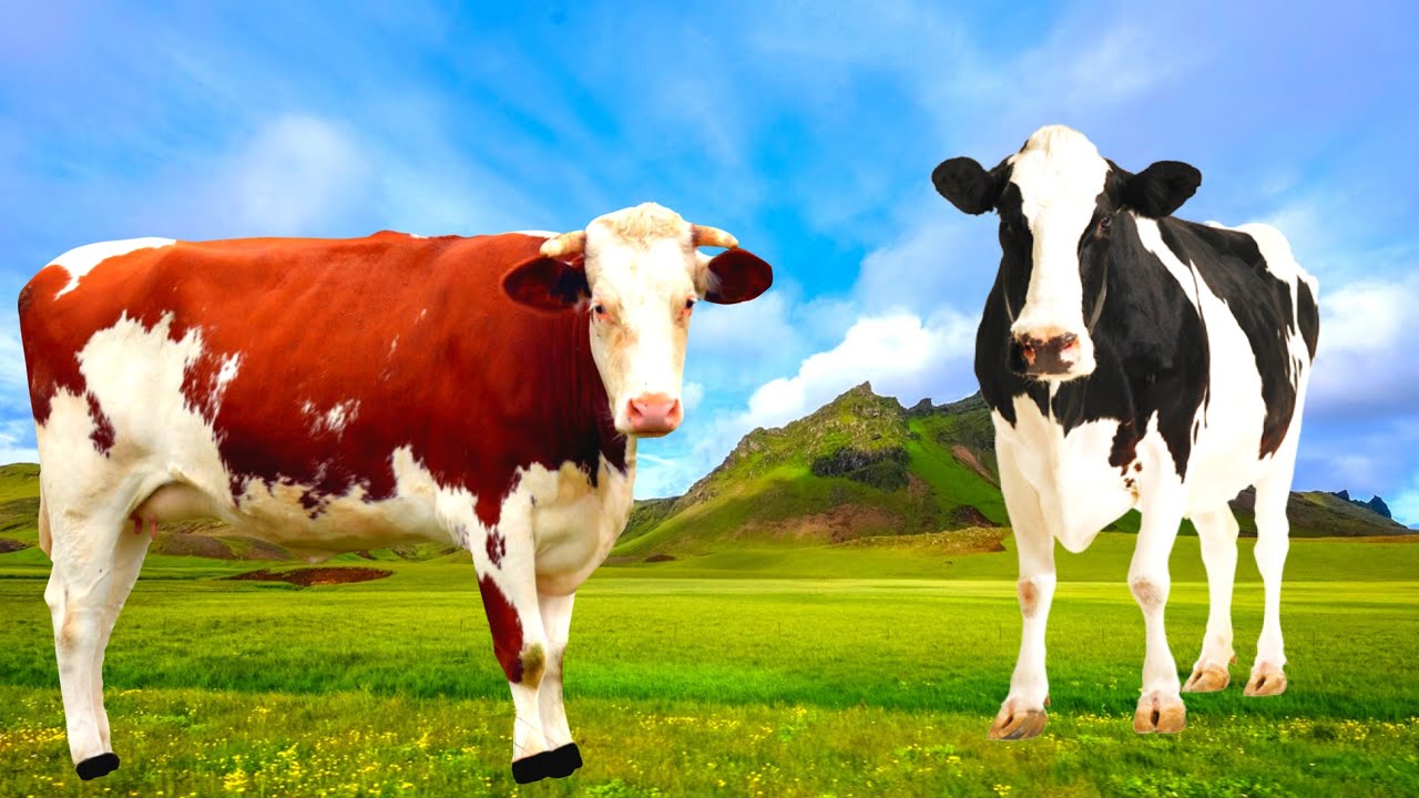 cow sound - cow mooing, cow bellowing sound 🐄🐄🐄🐃🐃🐃🐃 - YouTube