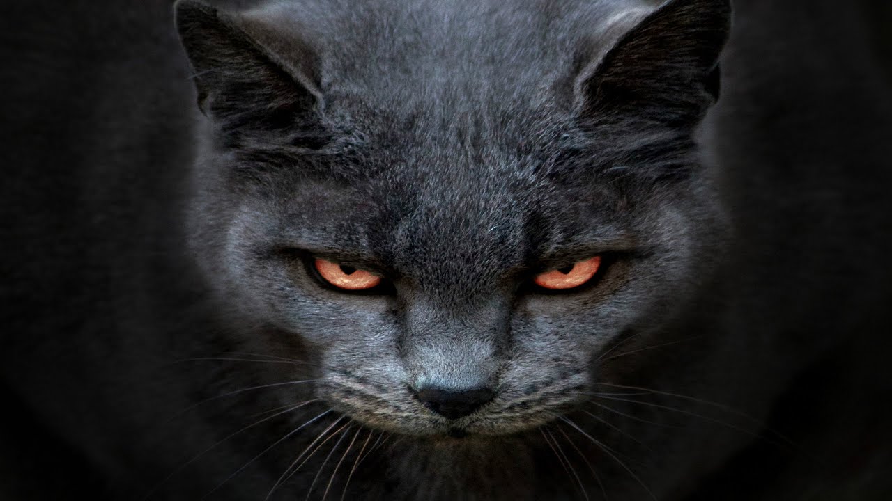 7 Dovezi ca Pisicile sunt Malefice - YouTube