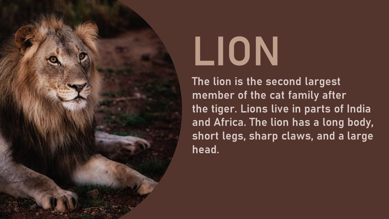 How to Create Stunning Presentations with Morph Transition in ...