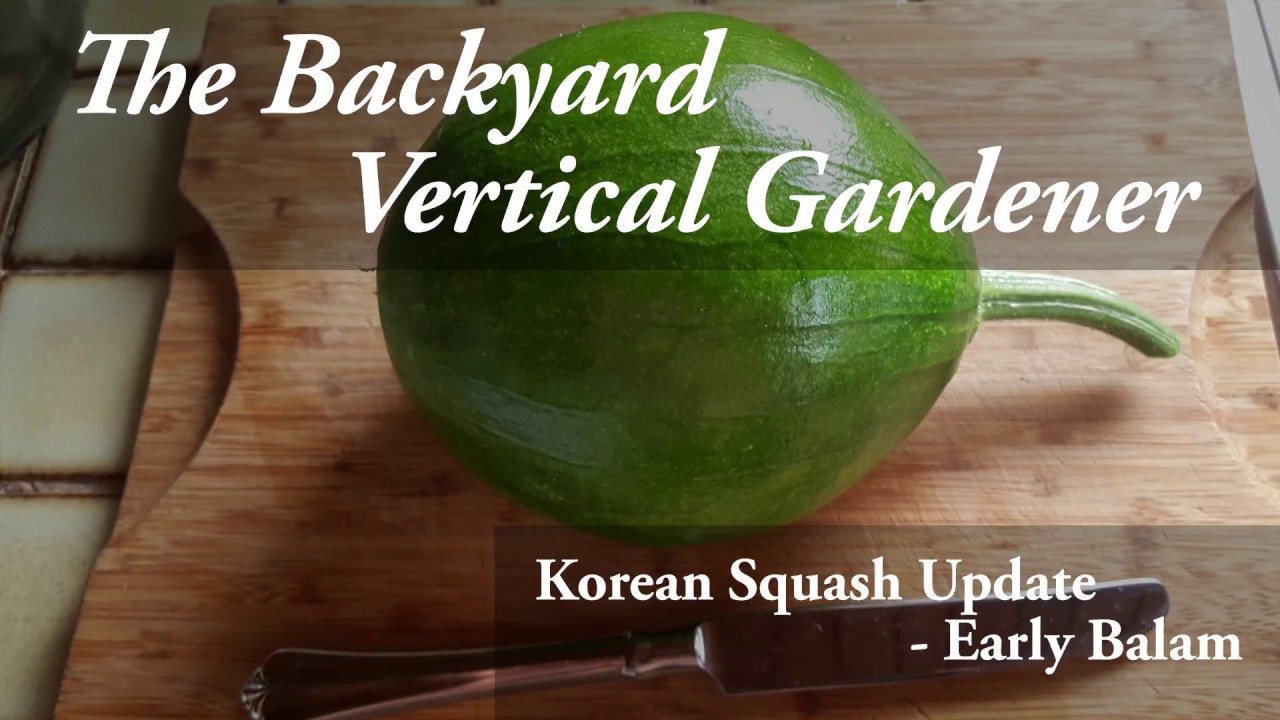 Avocado Squash Harvest (Ho Bak Early Bulam) - better than zucchini ...