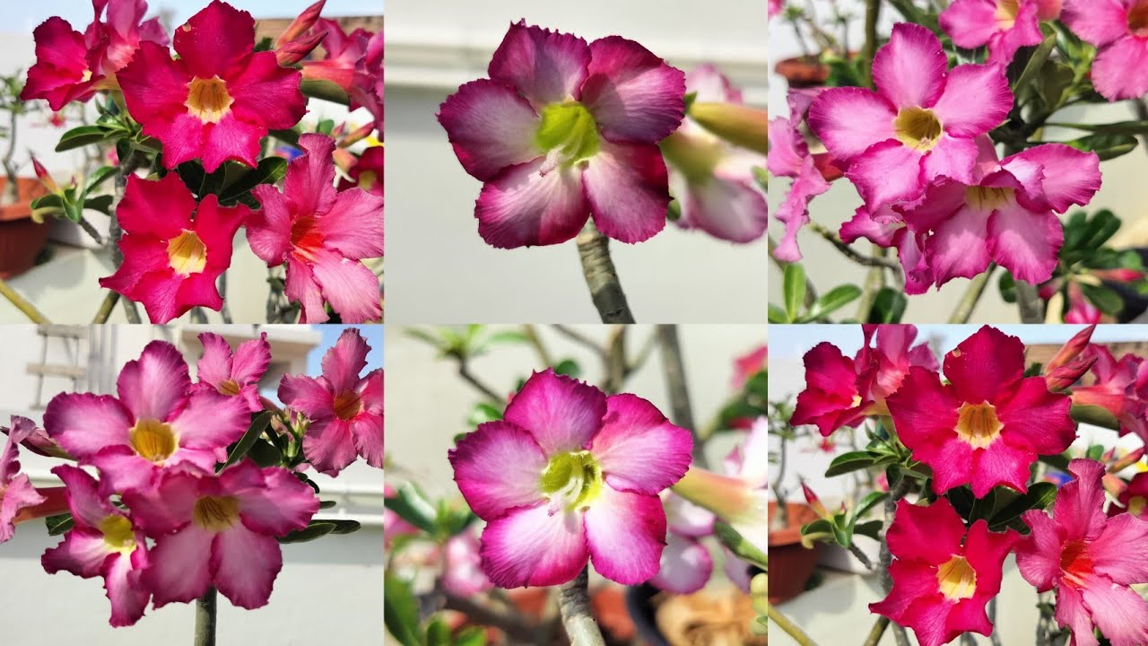 Three types of Purple Single petal adenium flowers😊@malarum_boomi #Seed ...