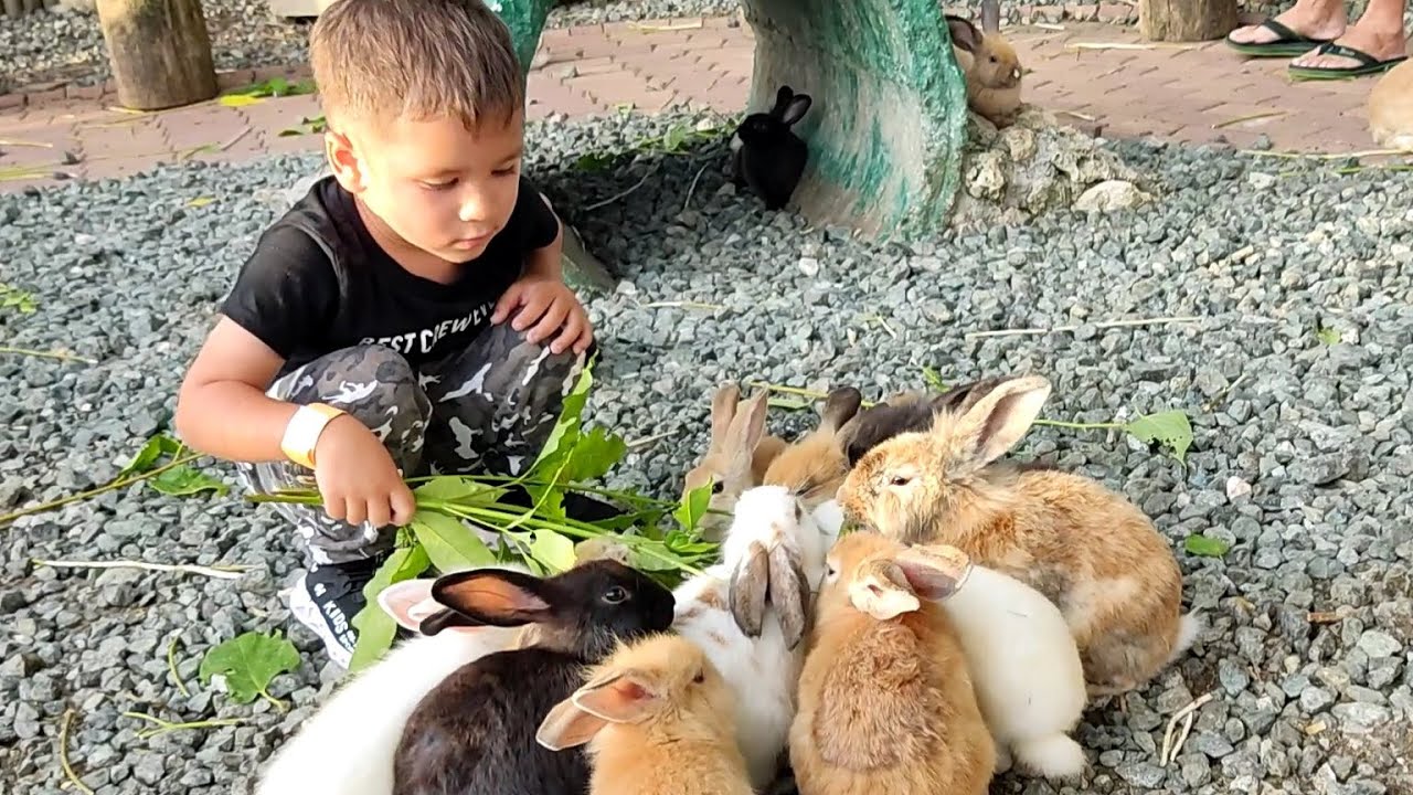 Rabbits Feeding/Feeding hundreds of Rabbits in the Farm - YouTube