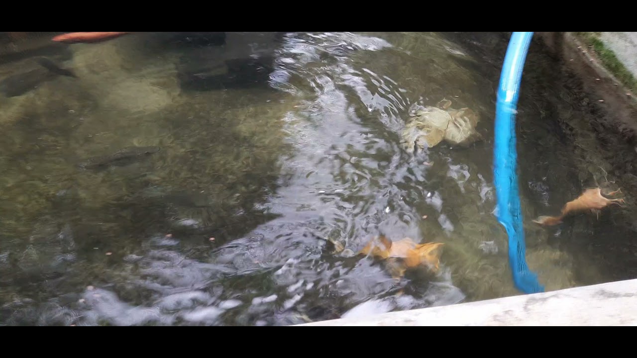 marble catfish #walkingcatfish# - YouTube