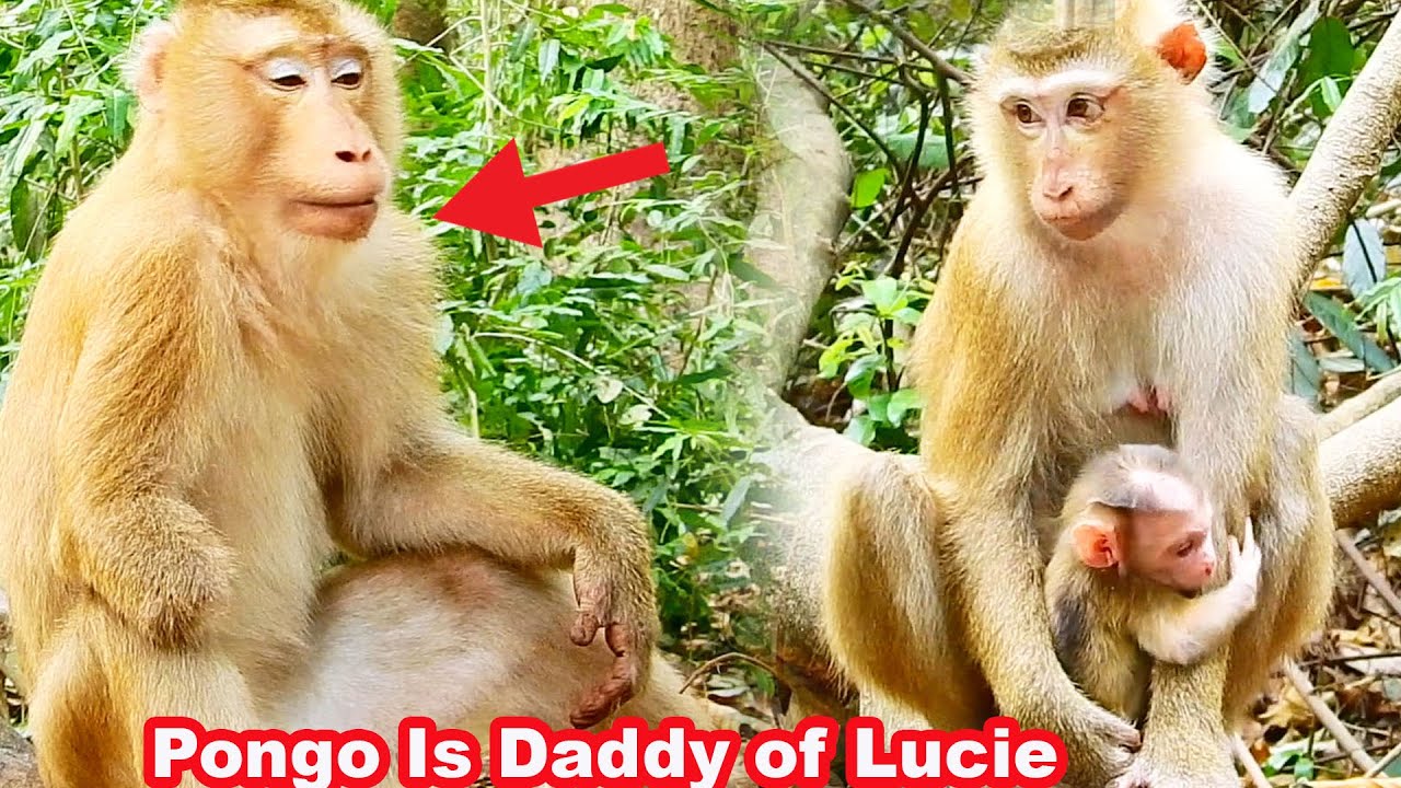 This guy is Mr Pongo that is Daddy of cute baby Lucie - YouTube