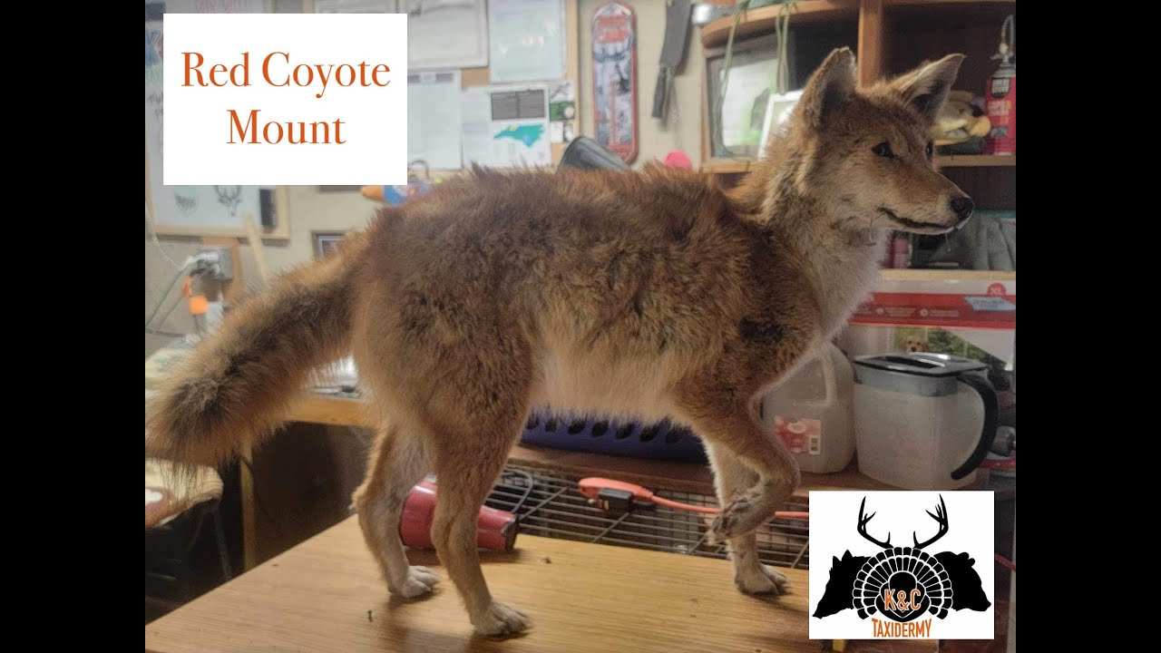 Red Coyote Mount with @KCTaxidermy - YouTube