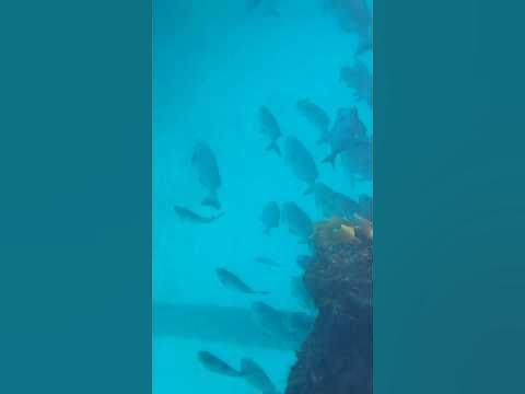 underwater camera footage (AWESOME clarity!) - YouTube