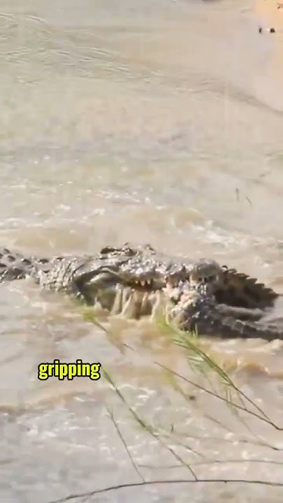 "Giant Crocodile Eats Small Crocodile Underwater! Shocking Footage ...