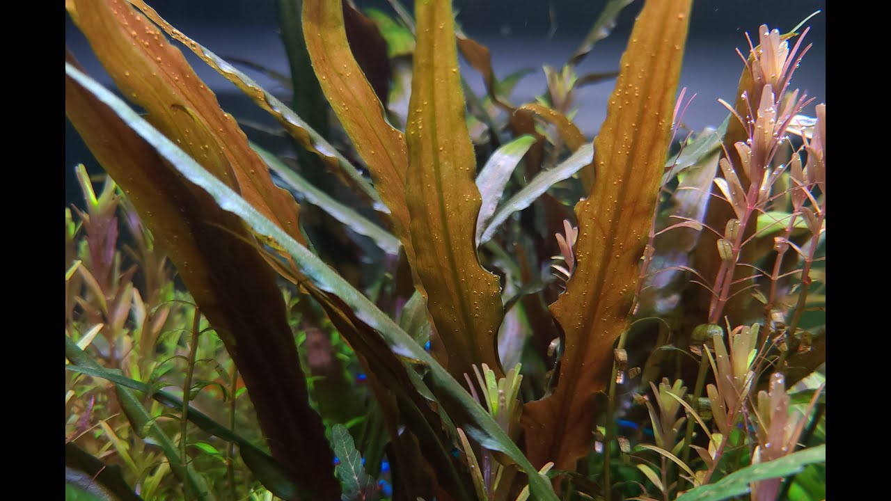 Cryptocoryne Undulatus & Cryptocoryne Affinis Video/Photoshoot - YouTube